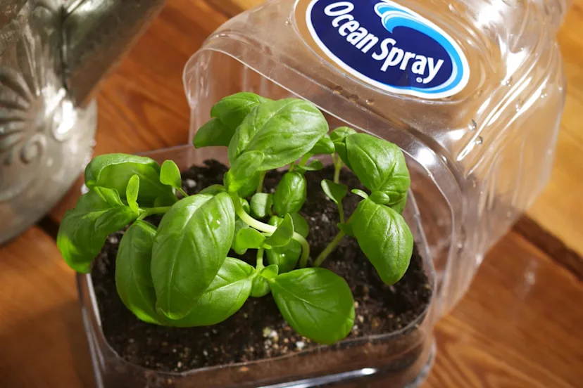 Ocean Spray Recipes - Ocean Spray Seed Starter Kit